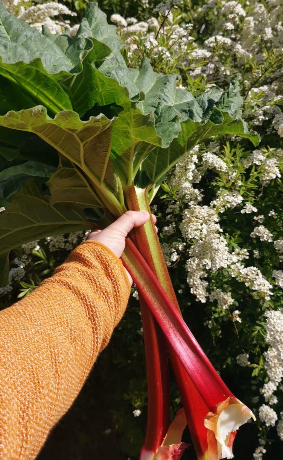 En helt enkel rabarbrasorbet - Mias Mat